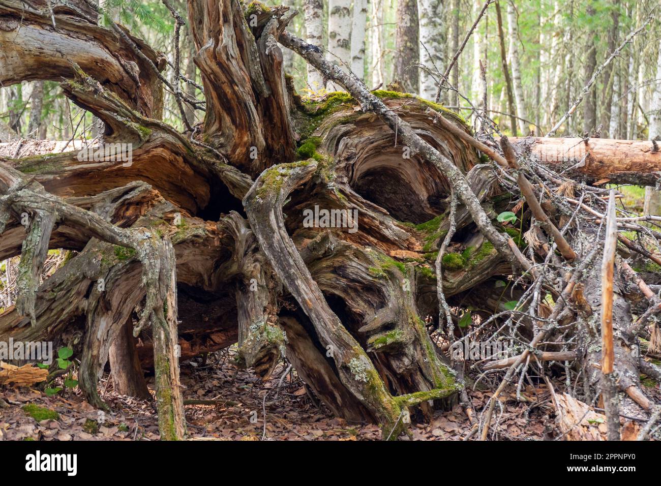 Remains of a tree-dry and dead upturned gray roots. Old dry roots trees ...