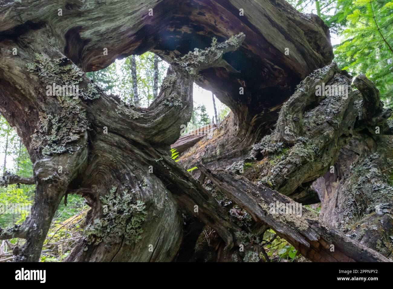 The roots of old fallen trees. Large dry tree root Stock Photo - Alamy