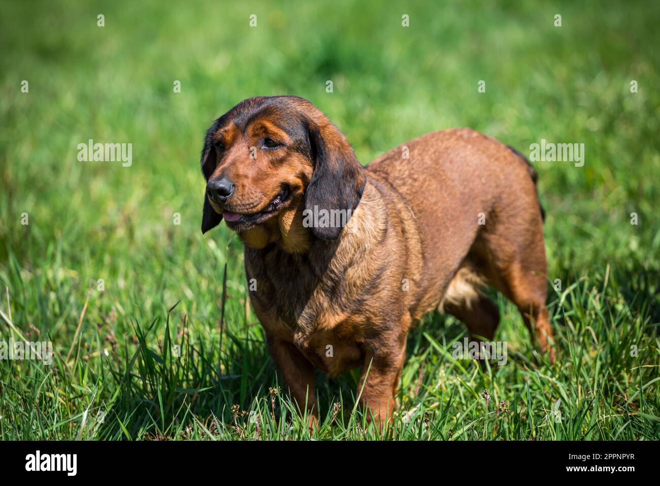 Alpine dachsbracke, Alpenländische Dachsbracke Stock Photo - Alamy
