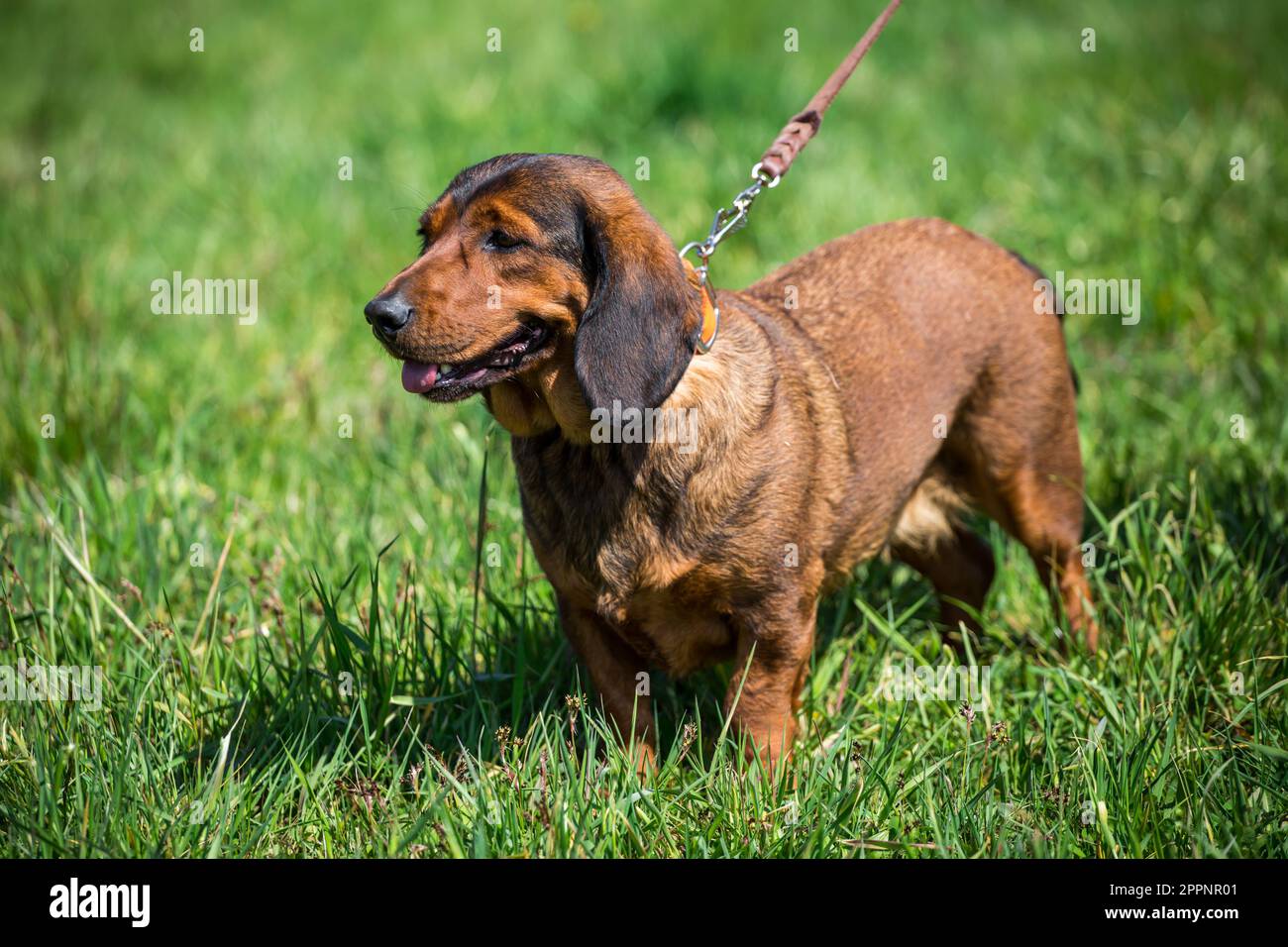 Alpine dachsbracke, Alpenländische Dachsbracke Stock Photo - Alamy
