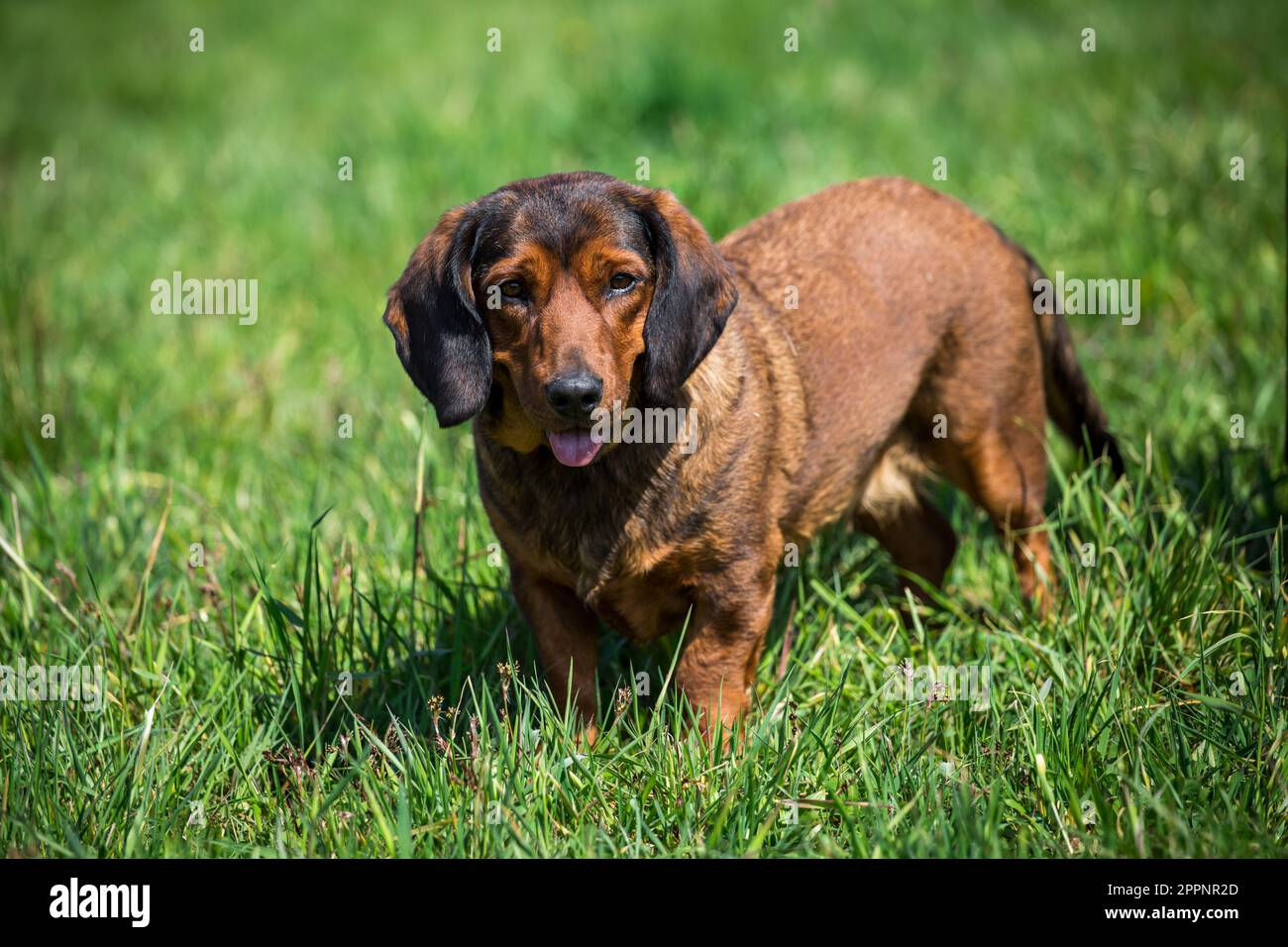 Alpine dachsbracke, Alpenländische Dachsbracke Stock Photo - Alamy