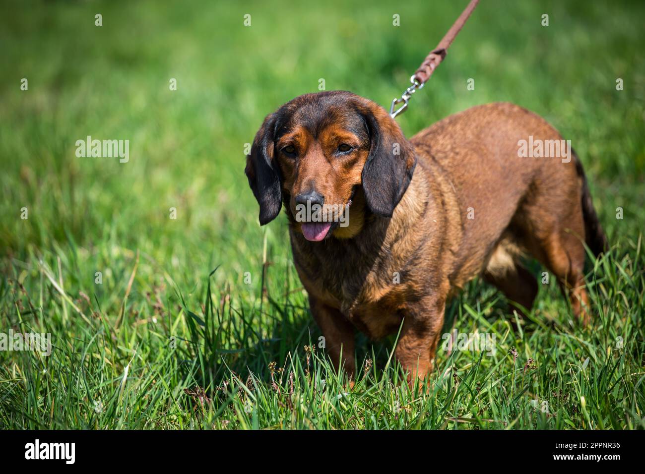 Alpine dachsbracke, Alpenländische Dachsbracke Stock Photo - Alamy