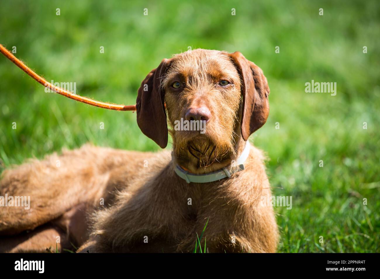 Wire-haired magyar vizsla, Hungarian pointer Stock Photo - Alamy