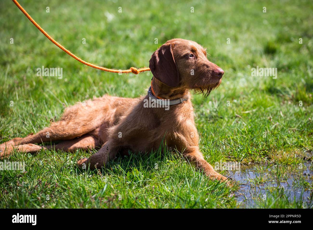Wire-haired magyar vizsla, Hungarian pointer Stock Photo - Alamy