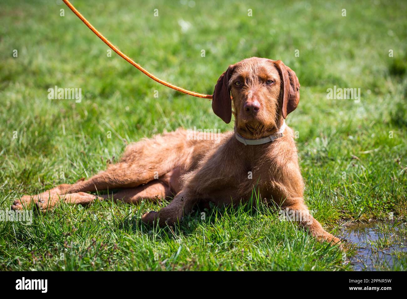 Wire-haired magyar vizsla, Hungarian pointer Stock Photo - Alamy