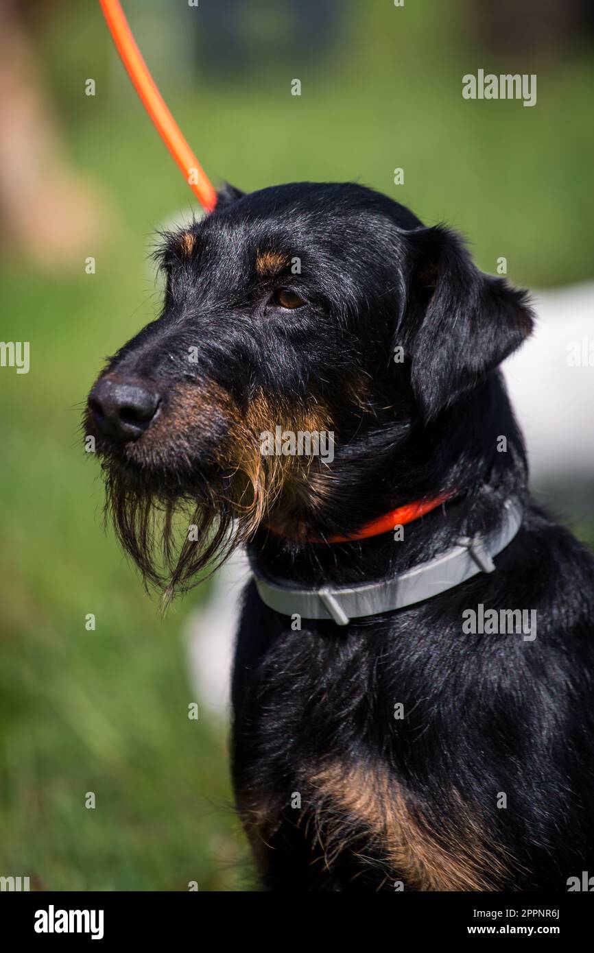 Deutscher jagdterrier hi-res stock photography and images - Alamy