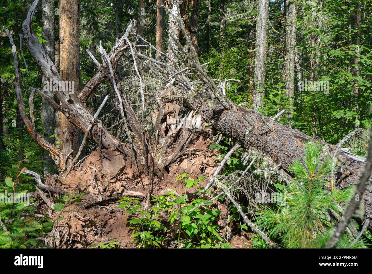 Upturned tree root hi-res stock photography and images - Alamy