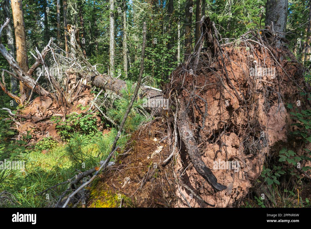 gnarled branches and roots of an upturned tree Stock Photo - Alamy