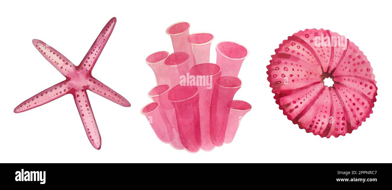 Coral pink orange Cut Out Stock Images & Pictures - Alamy