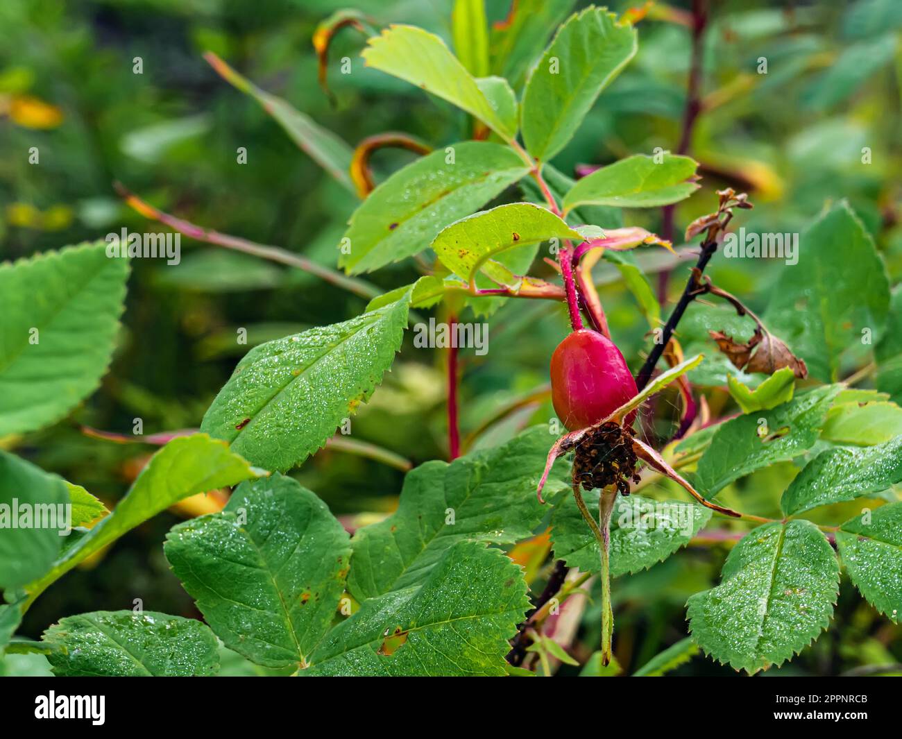 Prickly rosehip hi-res stock photography and images - Alamy