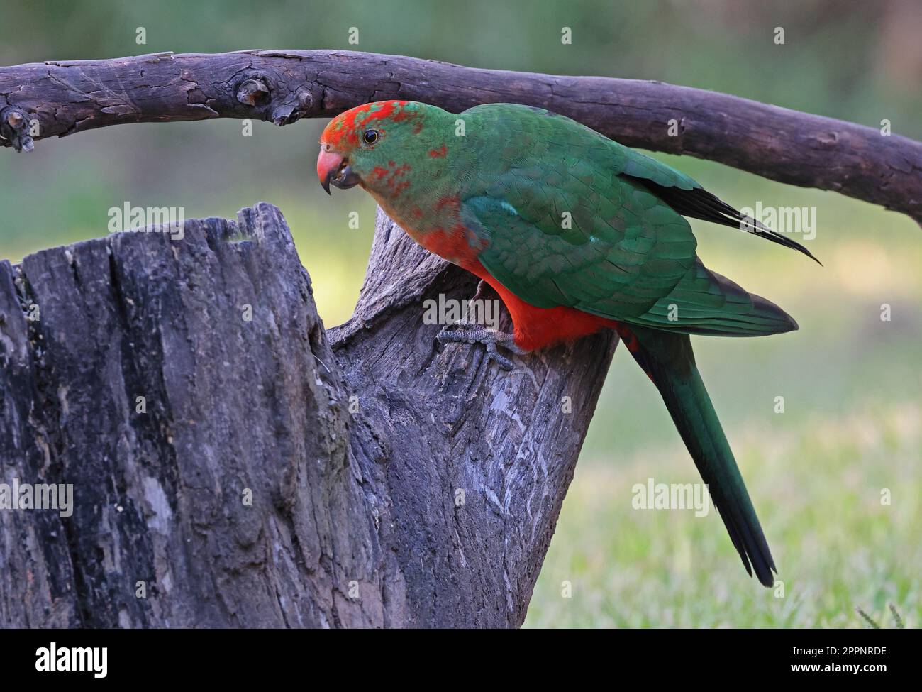Australian King-parrot (Alisterus scapularis scapularis) immature male ...
