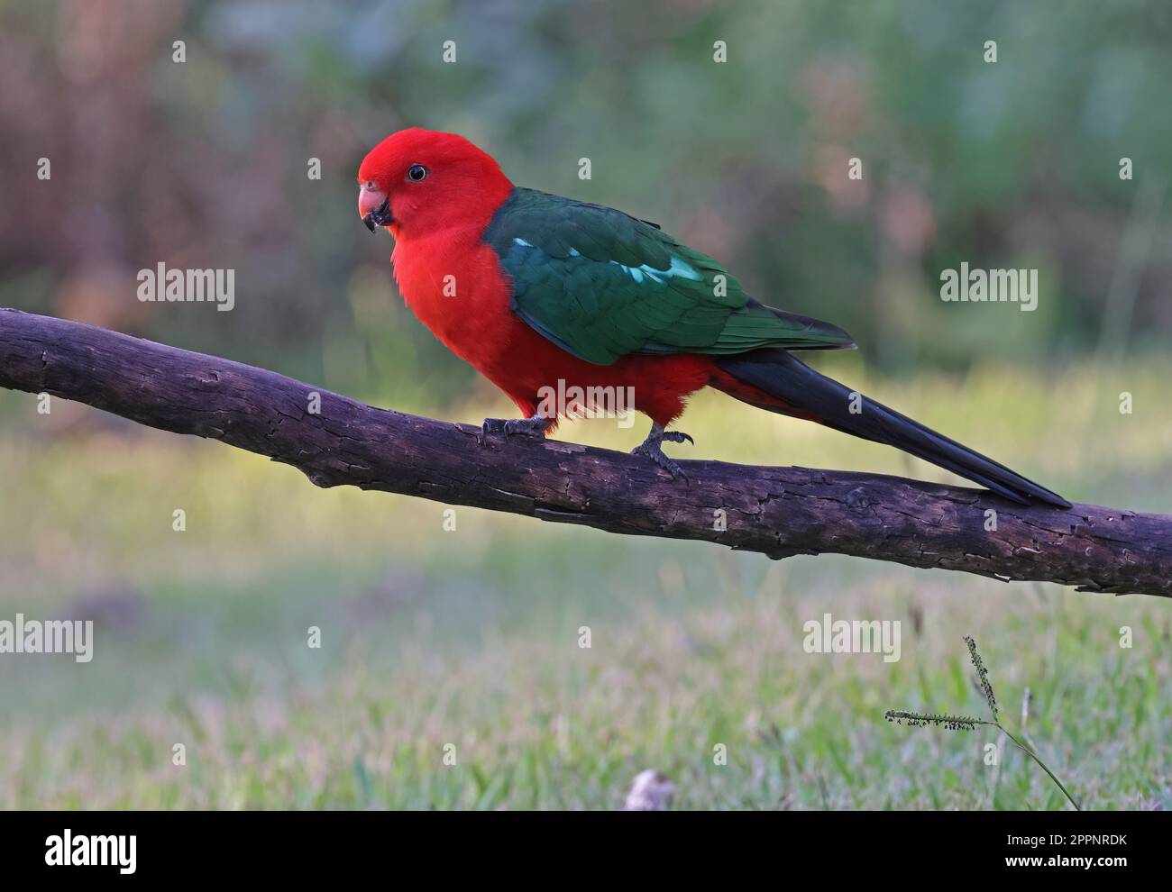 Australian King-parrot (Alisterus scapularis scapularis) adult male ...