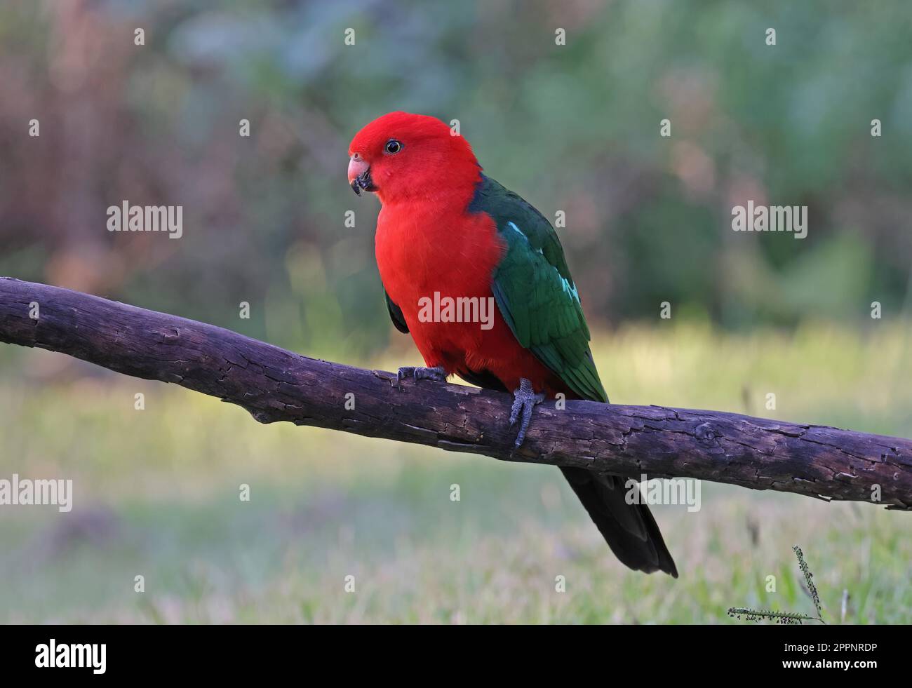 Australian King-parrot (Alisterus scapularis scapularis) adult male ...