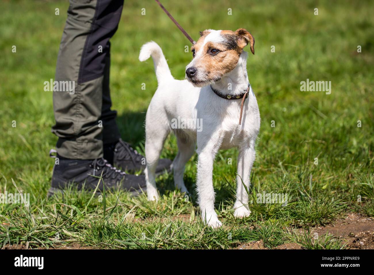 Parson brown hi-res stock photography and images - Alamy