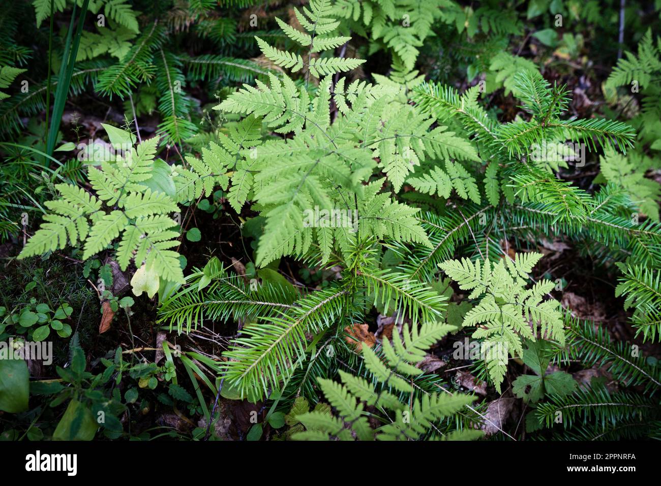 Fern leaves banner. landscape. Fern plants in forest. Fresh green ...