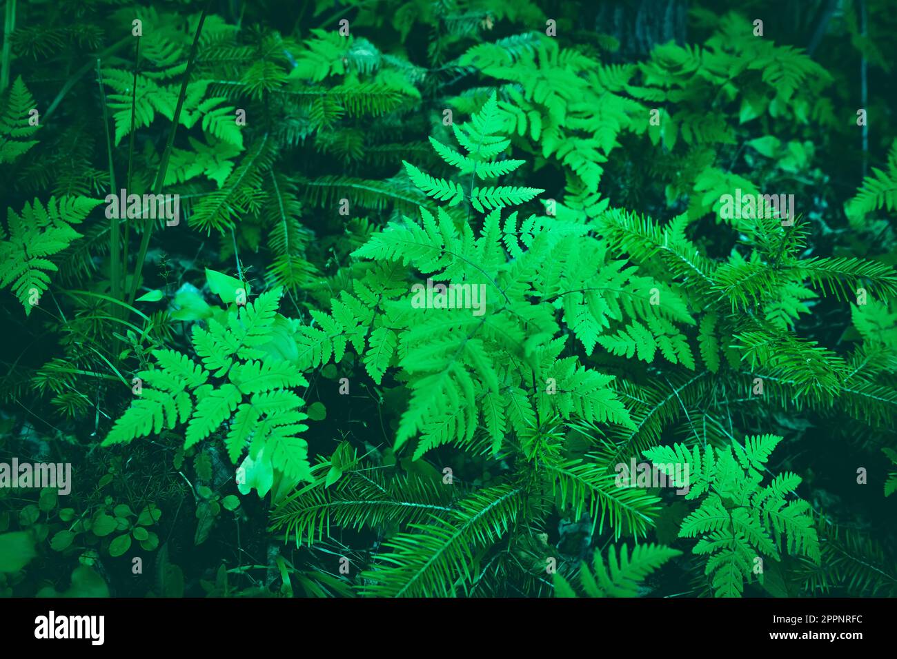 Fern leaves banner. landscape. Fern plants in forest. Fresh green ...