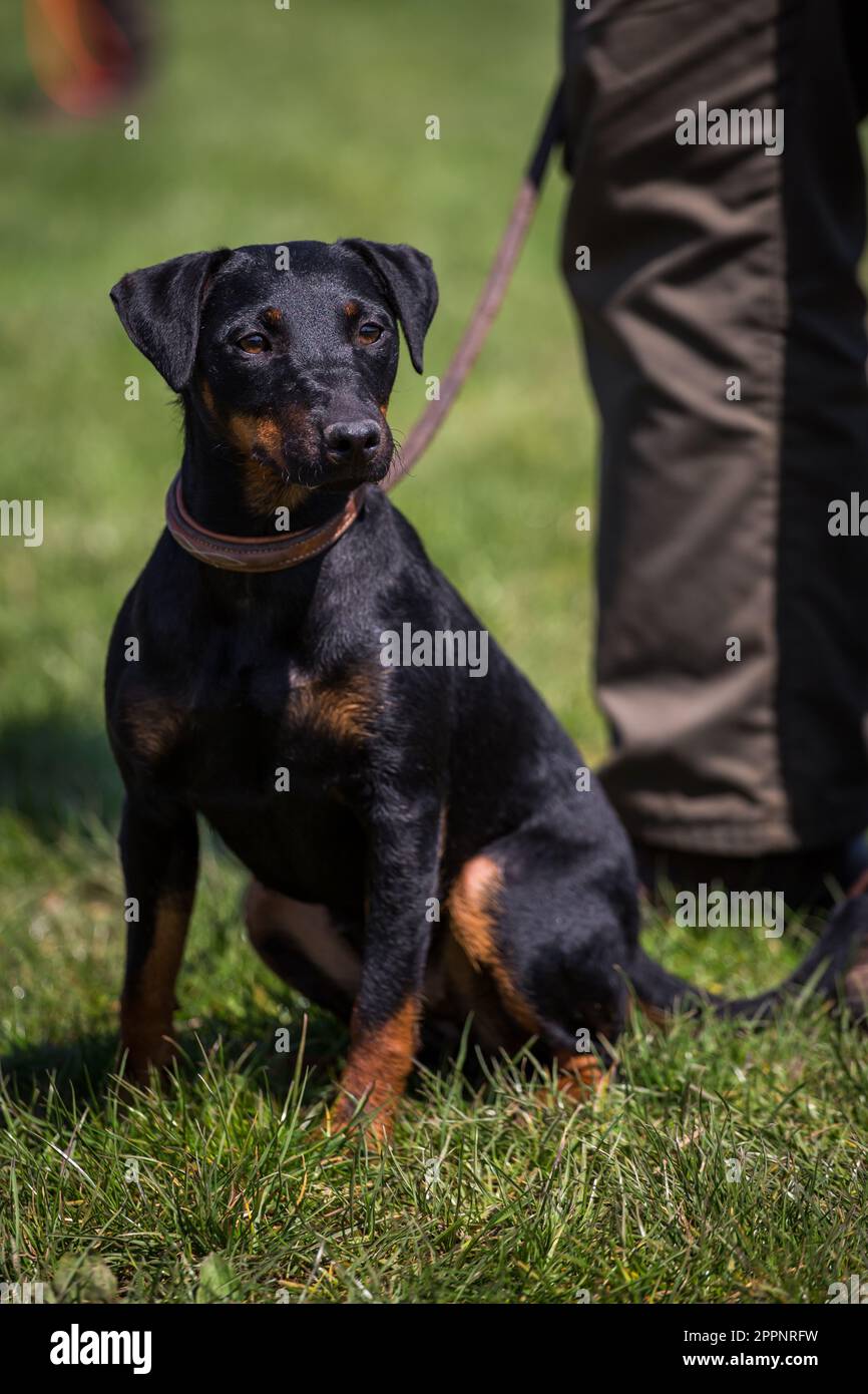 Jagd terrier hi-res stock photography and images - Alamy