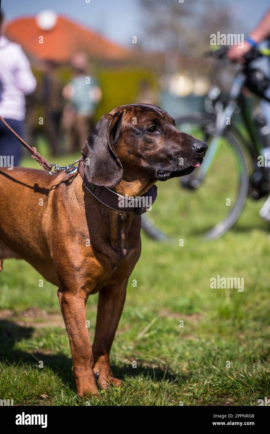 Bavarian mountain hound, Bayerischer Gebirgsschweißhund Stock Photo - Alamy