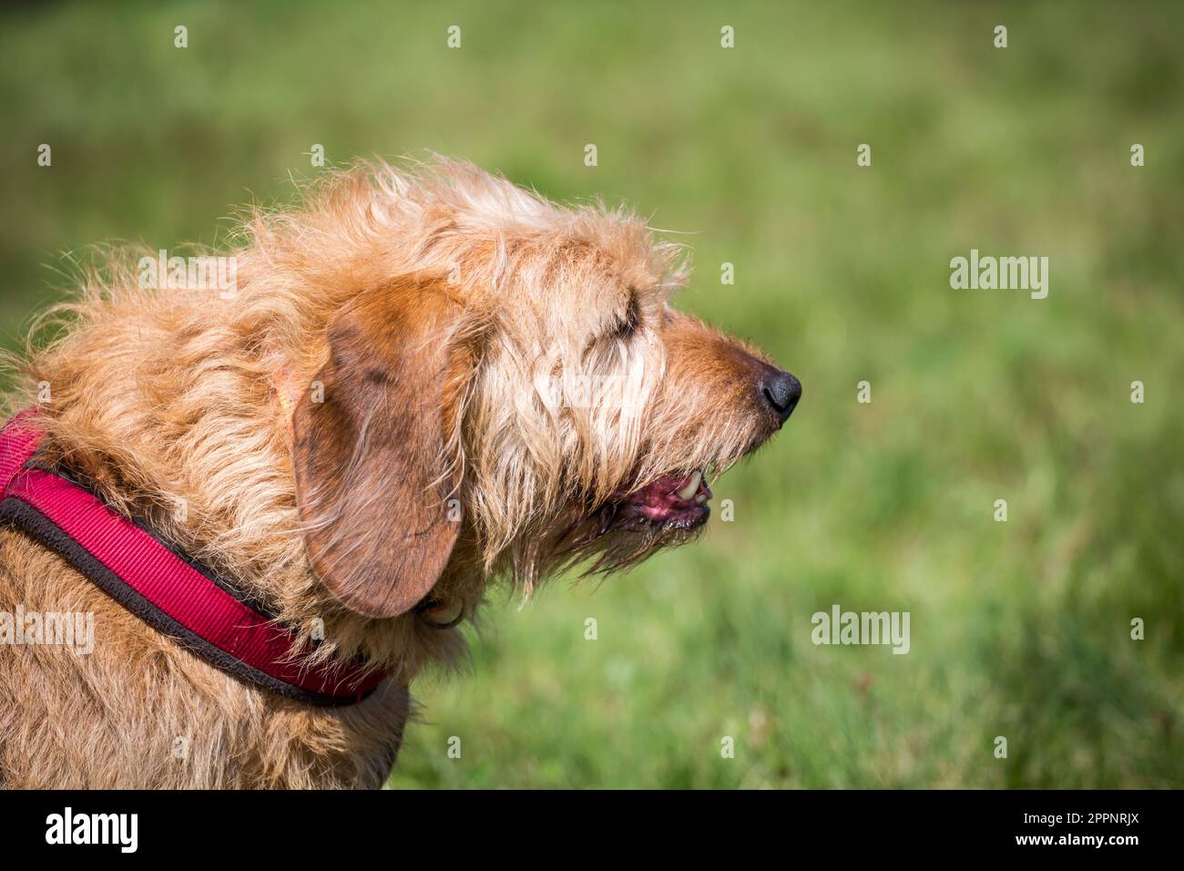 Styrian wire-haired hound, Steirische Rauhhaarbracke Stock Photo - Alamy
