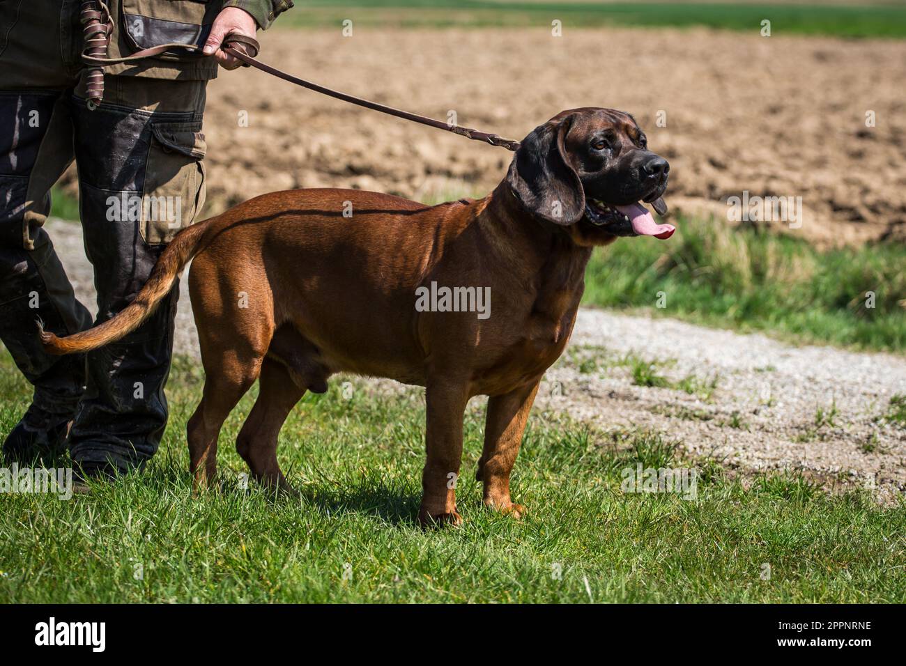 Hannoverscher hi-res stock photography and images - Alamy