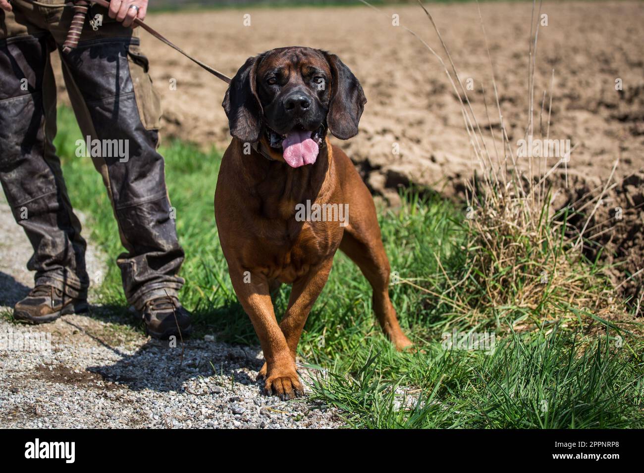 Hannoverscher hi-res stock photography and images - Alamy