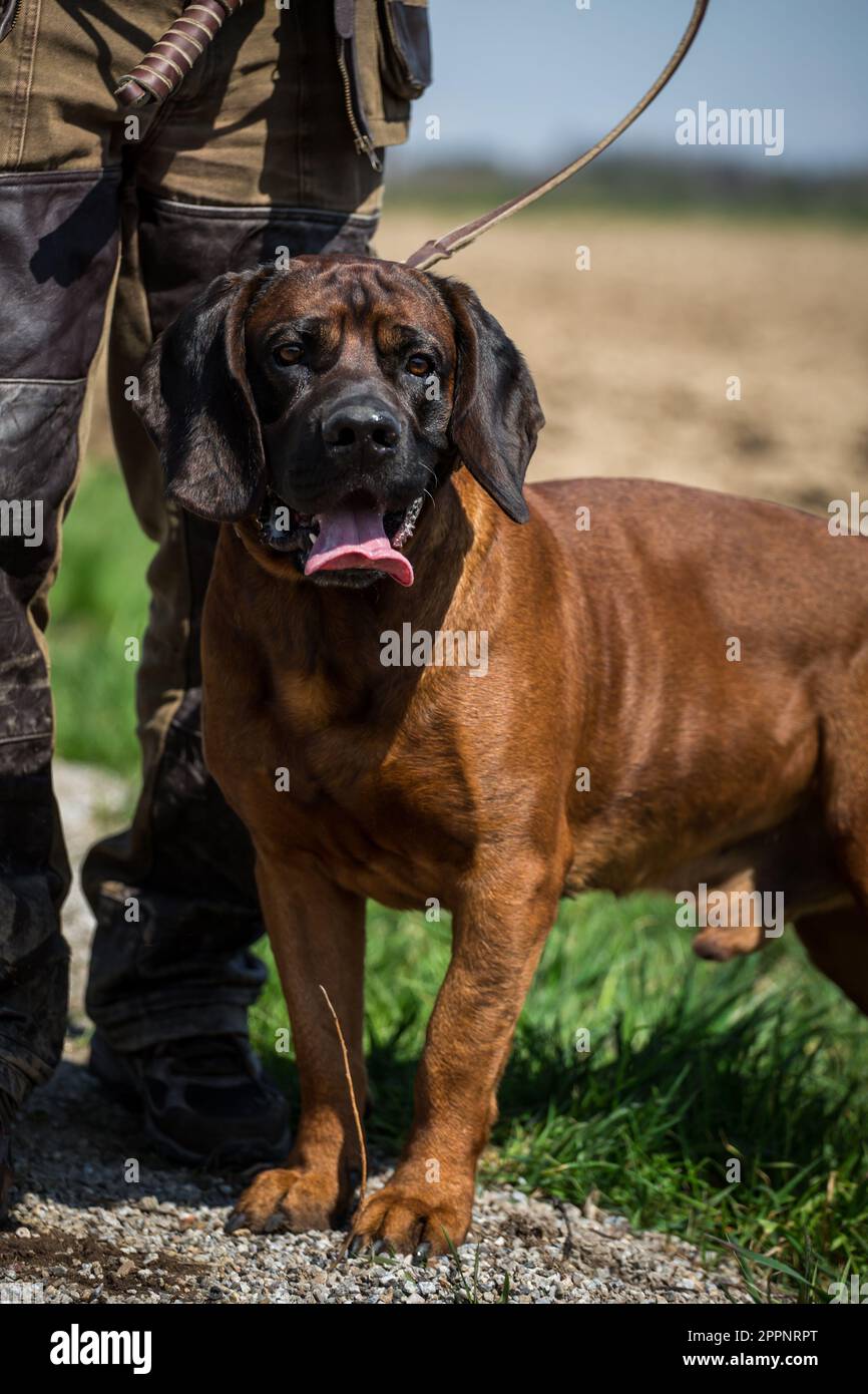 Hanoverian hound hi-res stock photography and images - Alamy