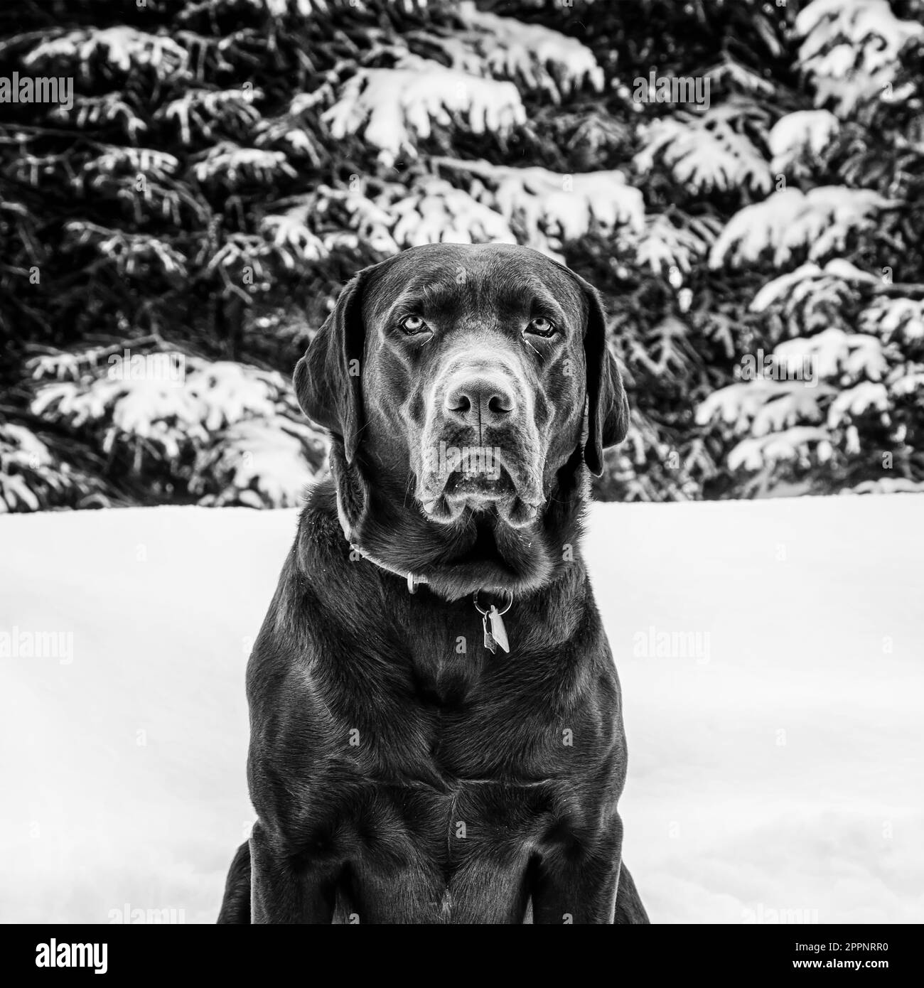 Female great dane hi-res stock photography and images - Alamy