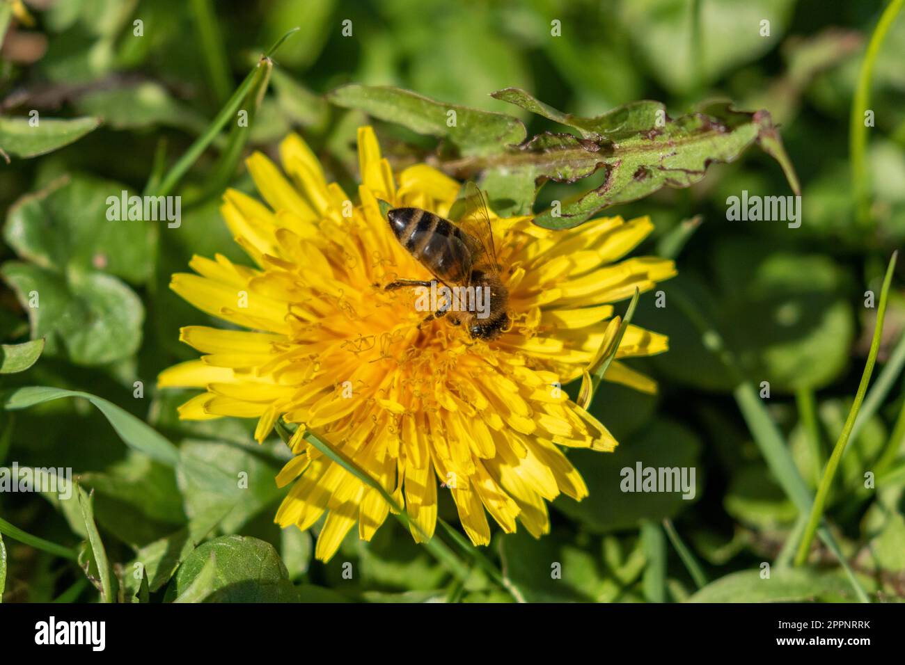 A honey bee (honeybee) feeding on a dandelion (Taraxacum). Dandelions ...