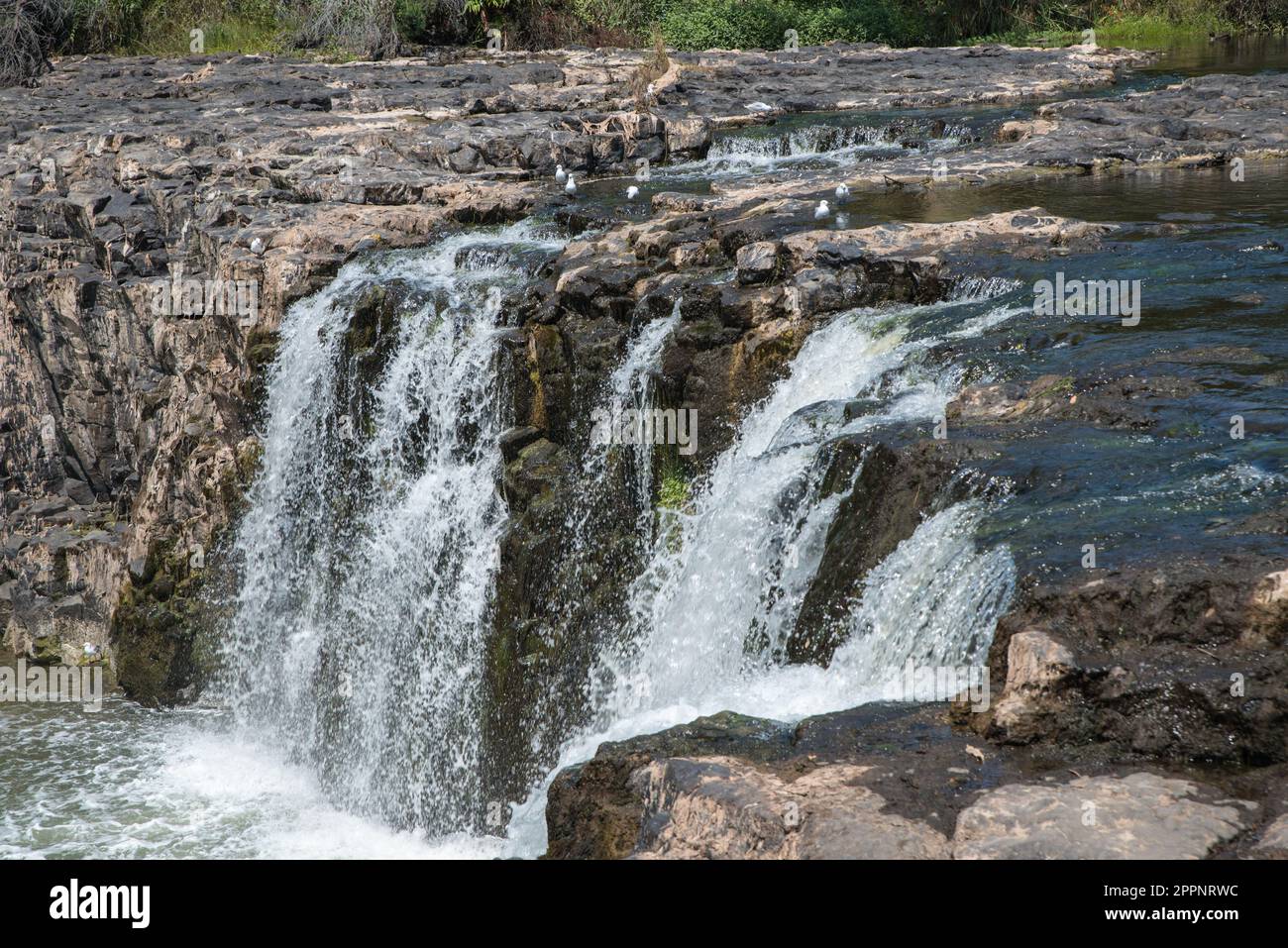 Haruru falls, Bay of Islands, North Island, New Zealand Stock Photo - Alamy