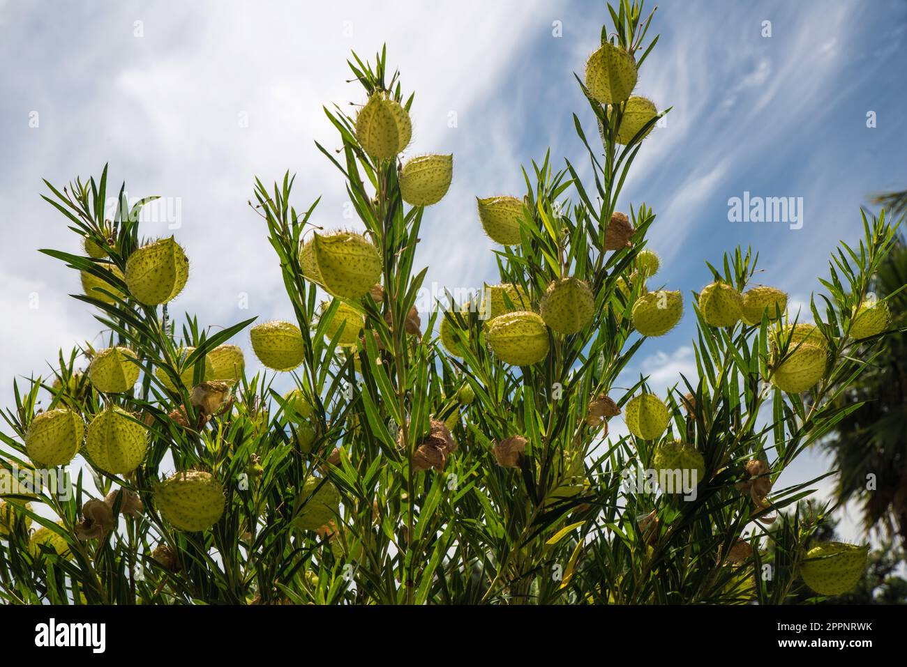 Seed pods on a Balloonplant (Gomphocarpus physocarpus), also known as ...