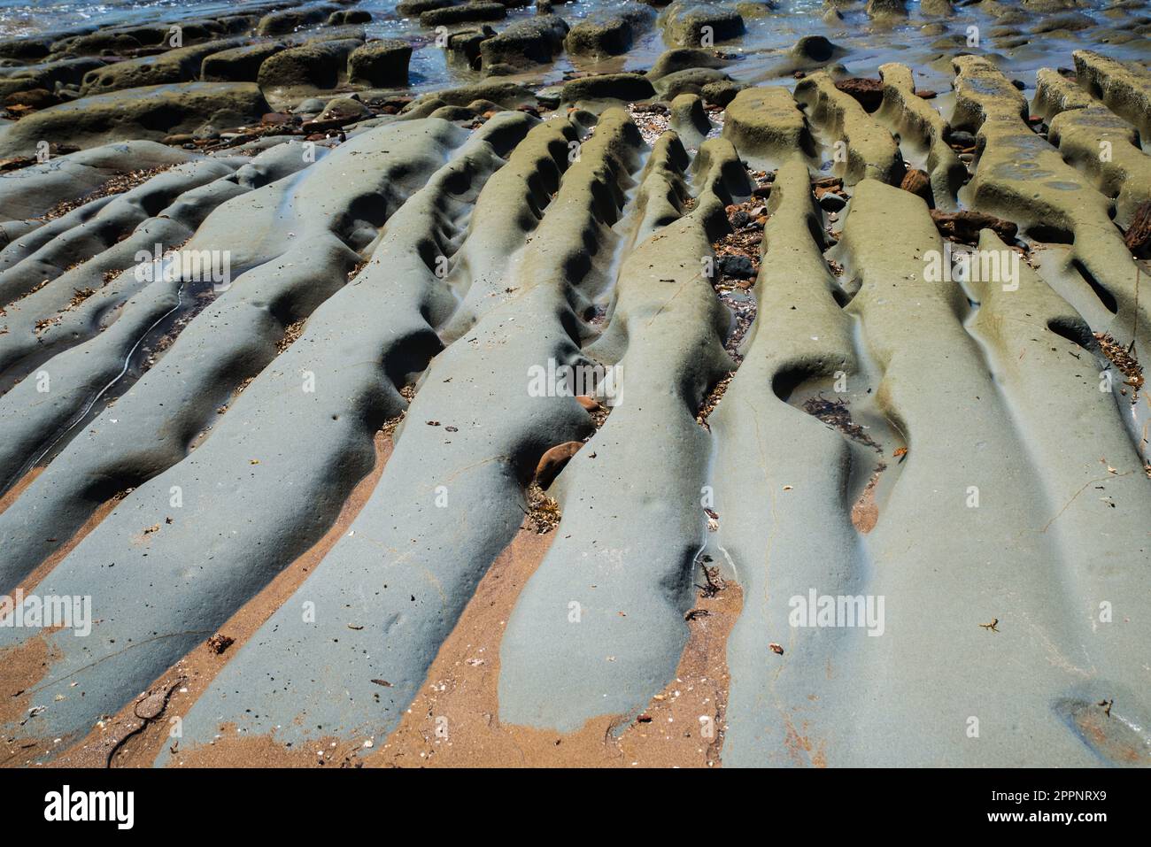 Exposed greywacke bedrock on Stanmore Bay beach on the Whangaparaoa ...
