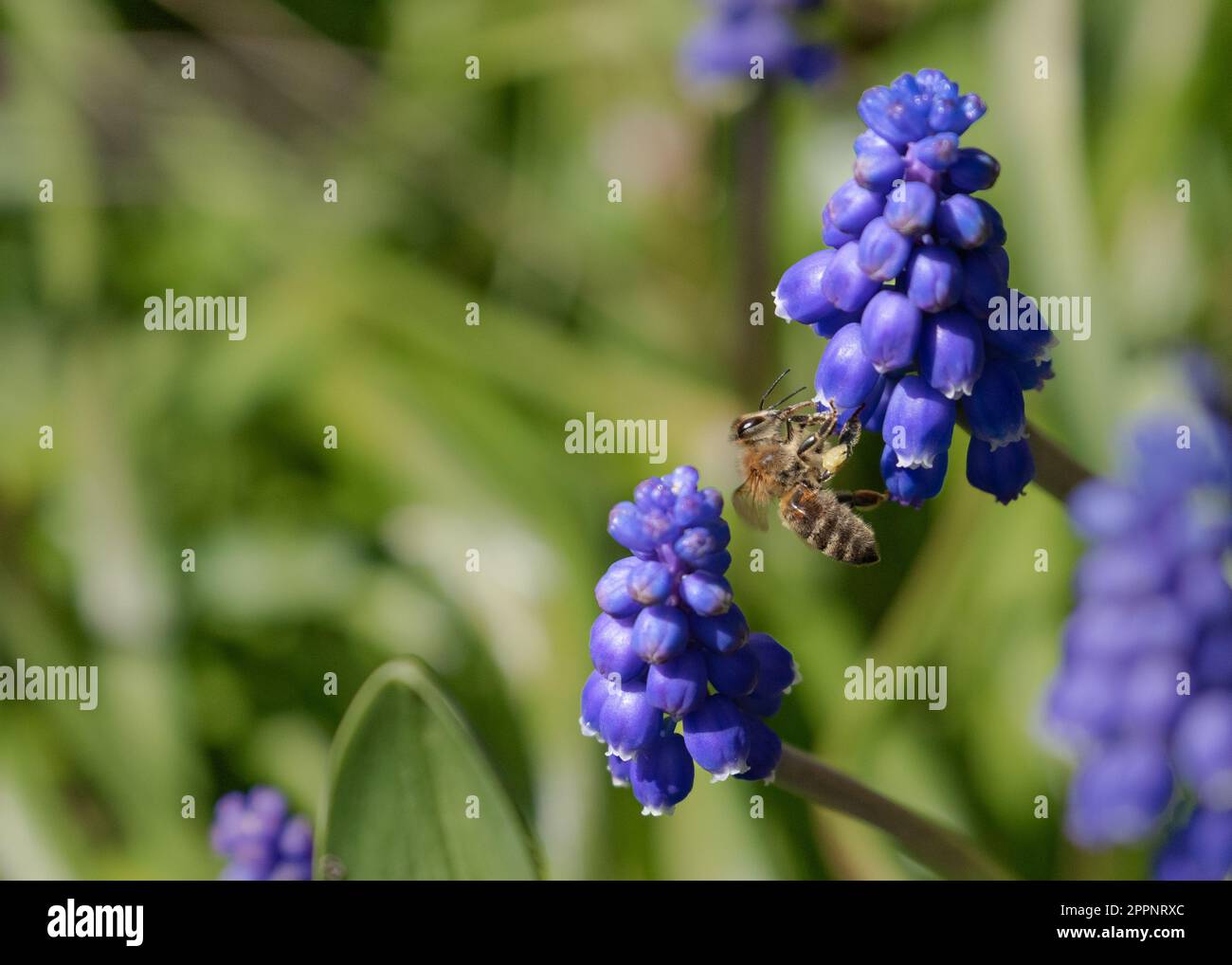 Bee pollinating hyacinth flowers hi-res stock photography and images ...