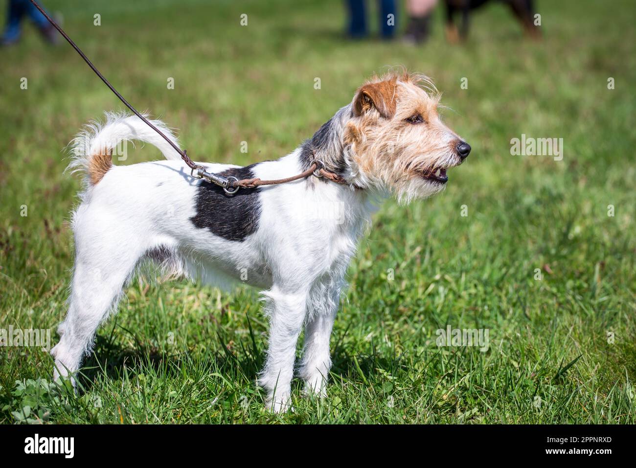 Parson brown hi-res stock photography and images - Alamy