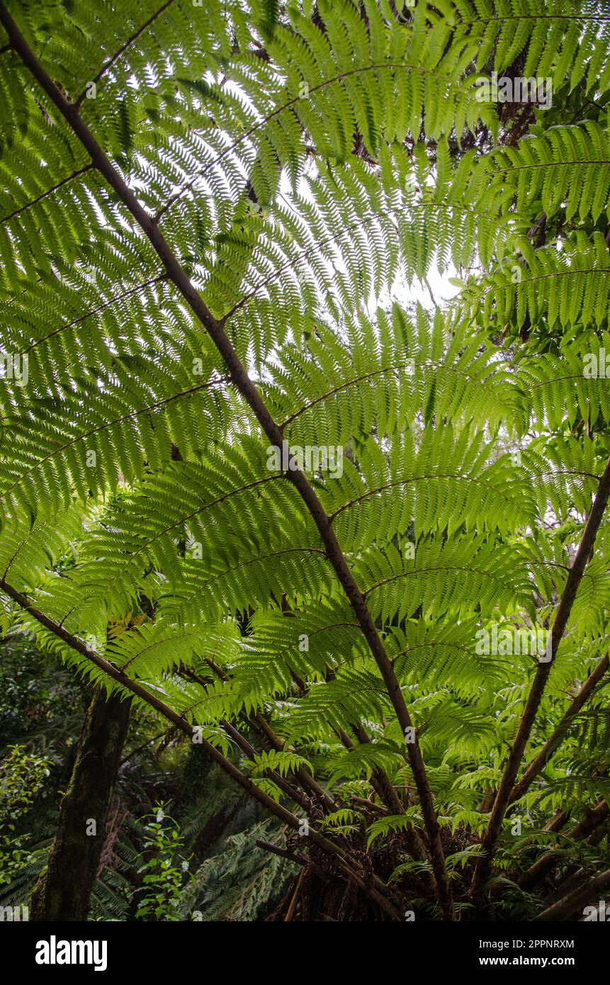 The delicate, fresh green fronds of a New Zealand tree fern Stock Photo ...