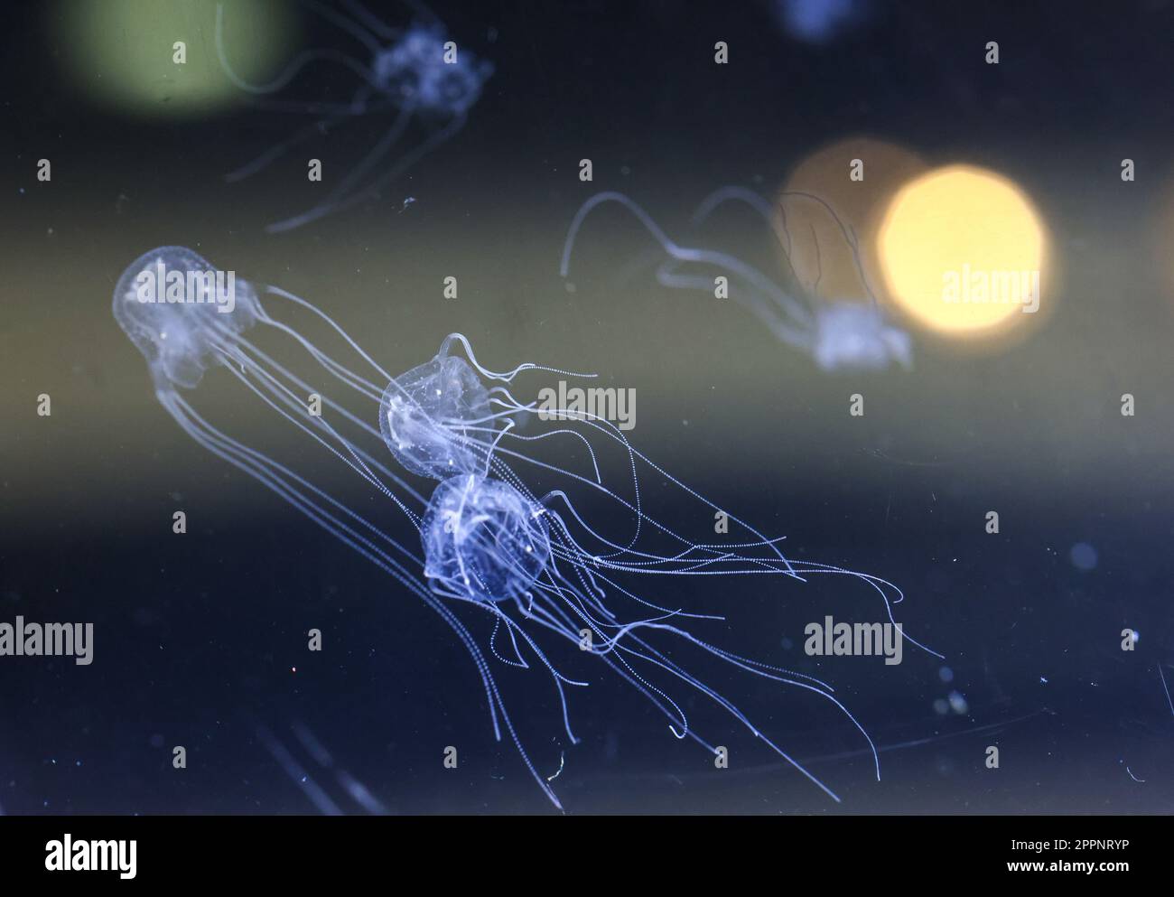 Hong Kong Baptist University (HKBU)-led team has discovered a new ...