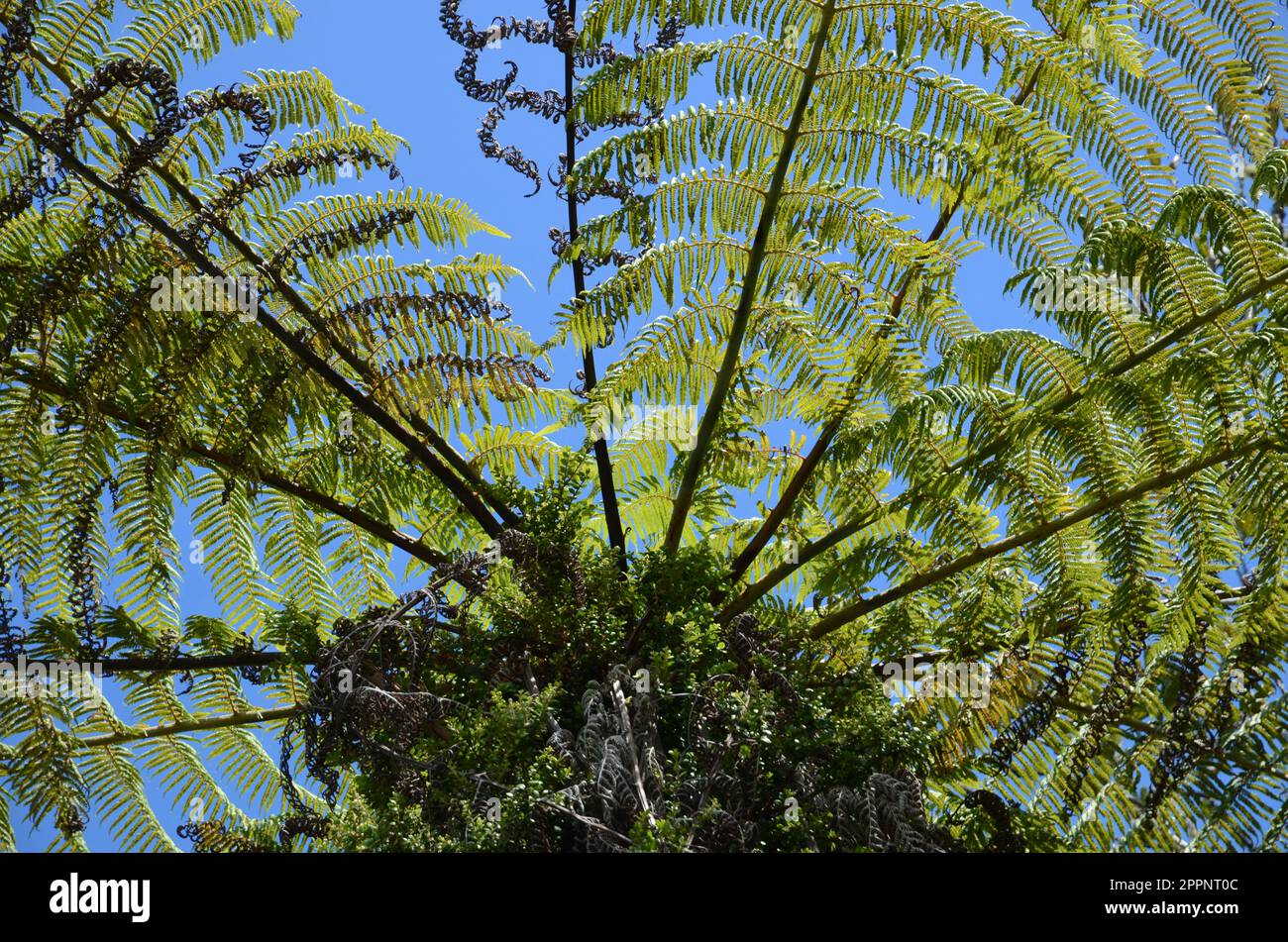 Looking up into the fronds of a New Zealand tree fern with blue sky ...