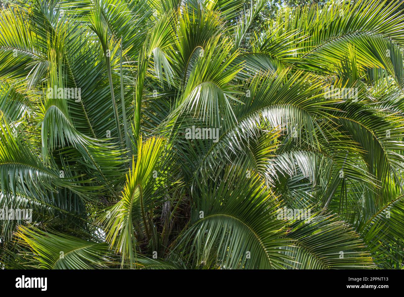 Swirling fronds of a High Plateau Coconut Palm ( Beccariophoenix ...