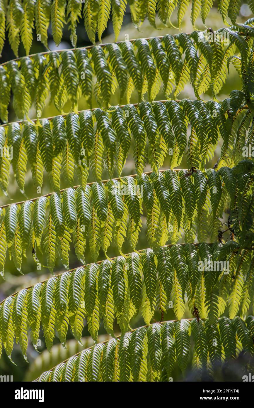 Rows of fern fronds in New Zealand, giving a cascading effect Stock ...