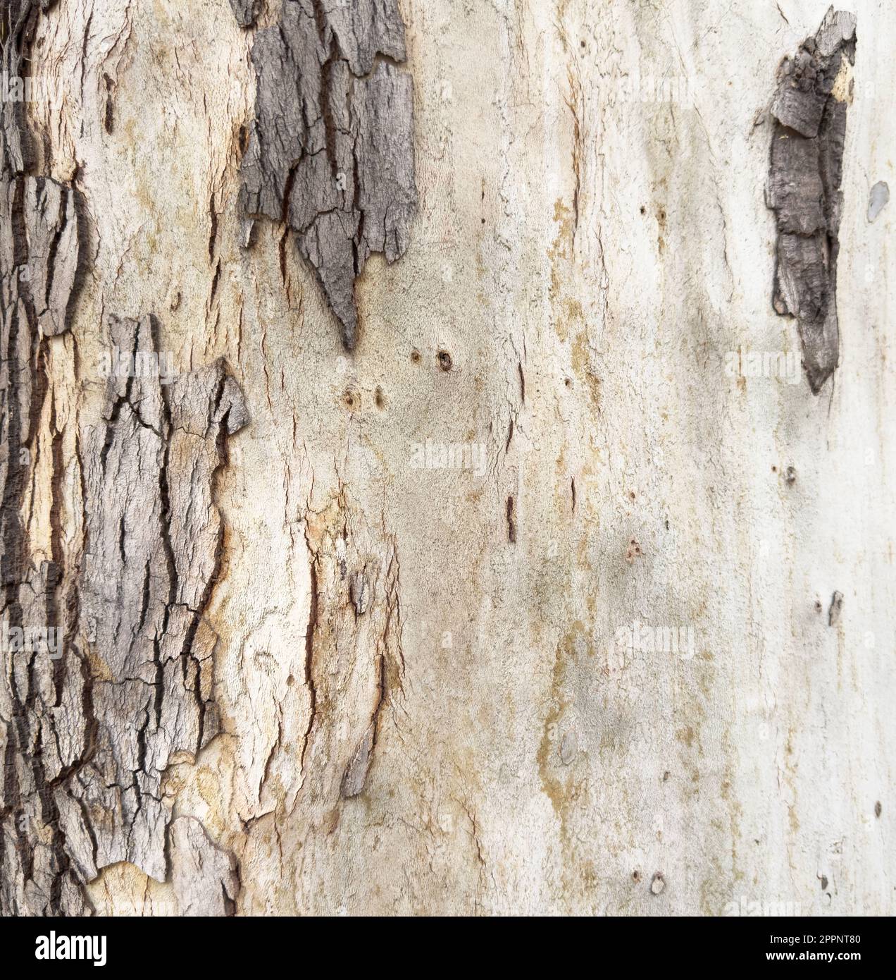 View of the old tree trunk. Wood texture. Tree background. Forest moss ...