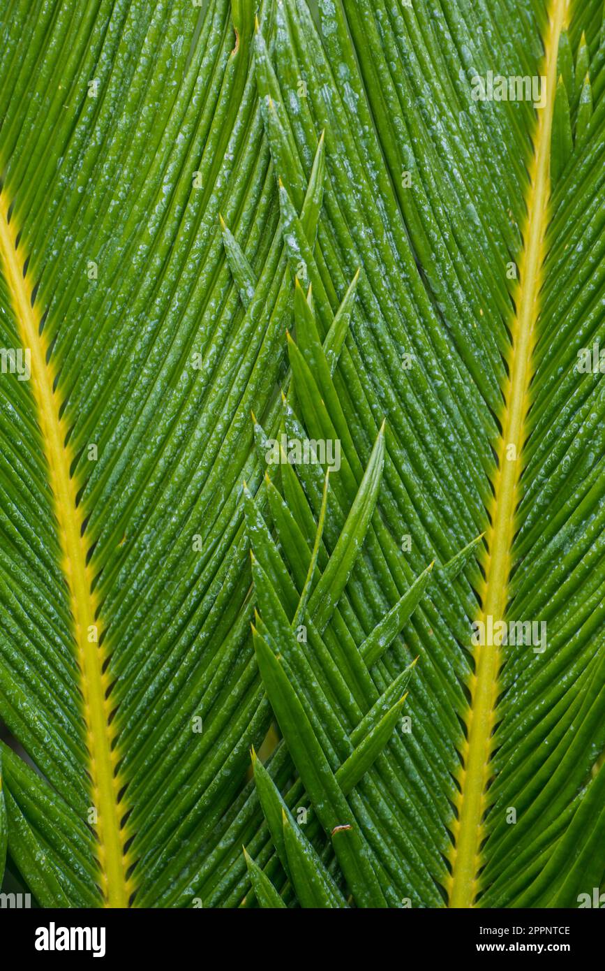 Two palm fronds with their Pinnae or leaflets interlacing Stock Photo ...