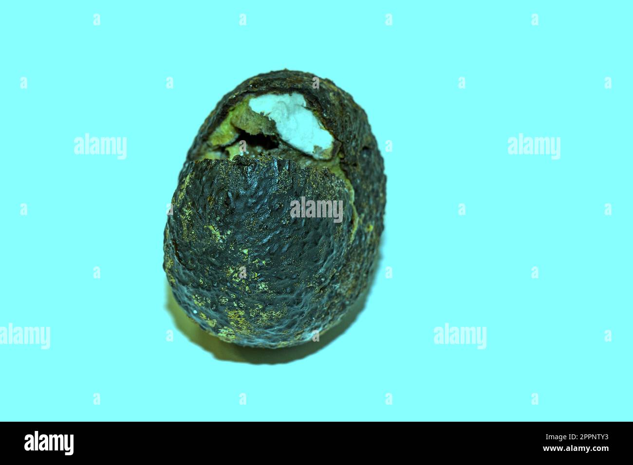 Half bad avocado hi-res stock photography and images - Alamy