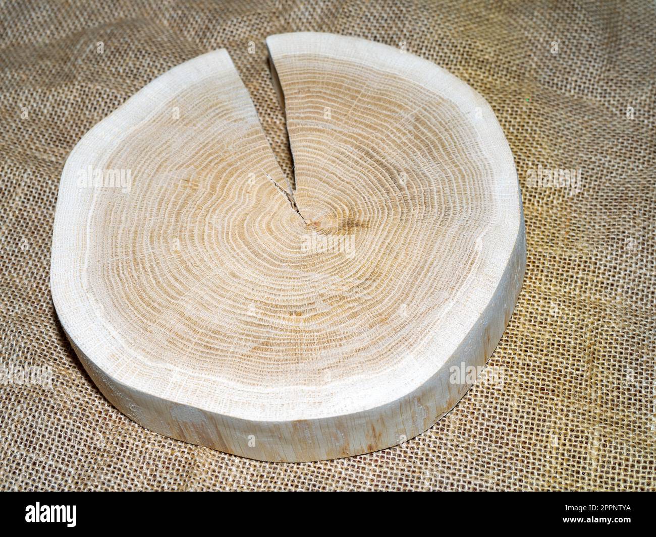 Wooden stump, cross section, cut wood tree trunk slice Stock Photo - Alamy