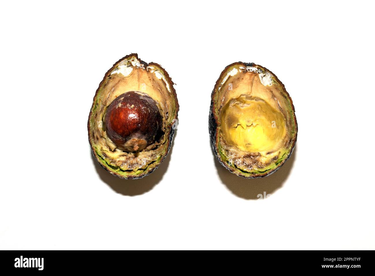 Rotten avocado with mold split in half. The avocado is spoiled. Rotten ...