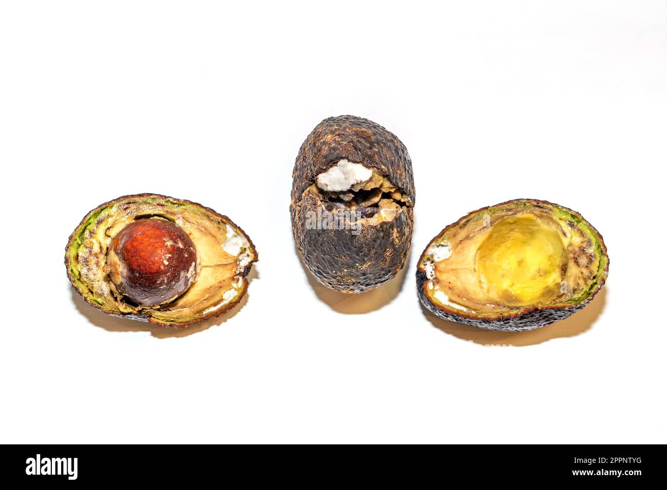 Rotten avocado with mold split in half. The avocado is spoiled. Rotten ...