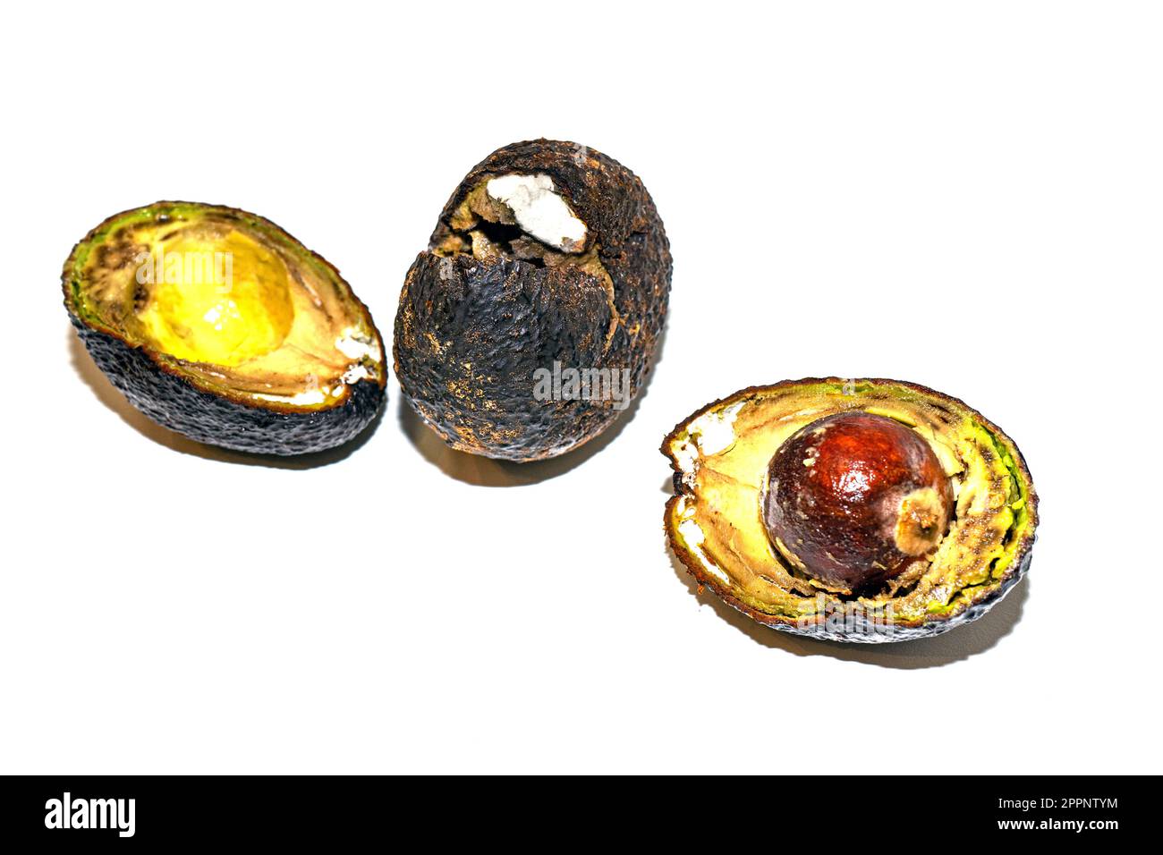 Rotten avocado with mold split in half. The avocado is spoiled. Rotten ...
