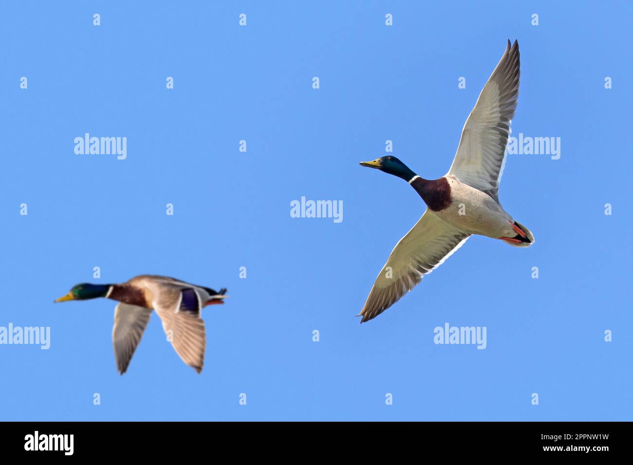 Two mallards (Anas platyrhynchos) male ducks / drakes in breeding ...