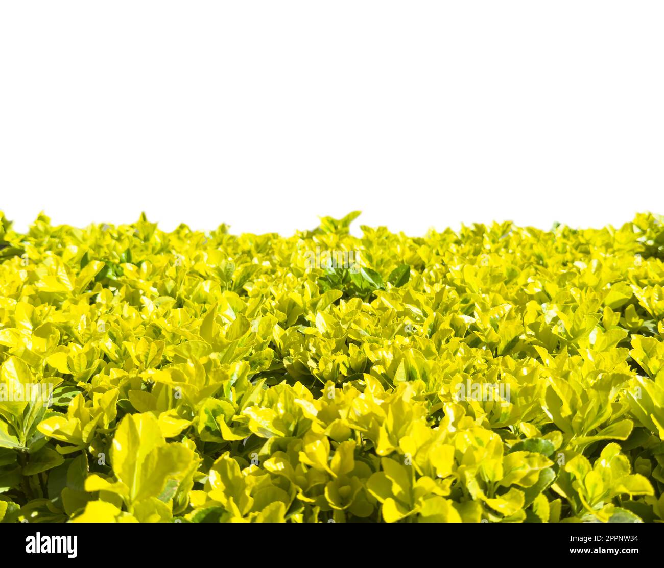 Fresh spring green grass isolated on white background with clipping ...