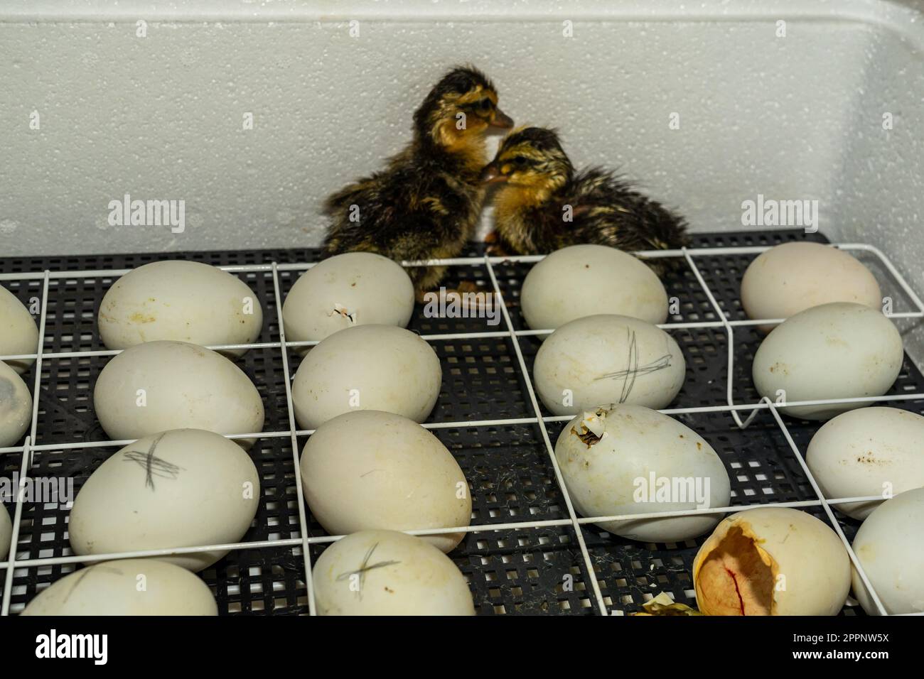 First-born chicks of geese in an incubator. The first chicks are ...