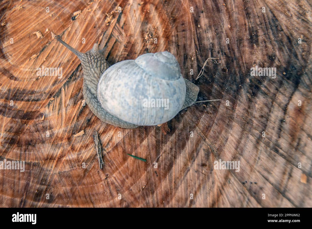 an old Vineyard Snail, Vine Snail (Helix pomatia) in forrest Stock ...