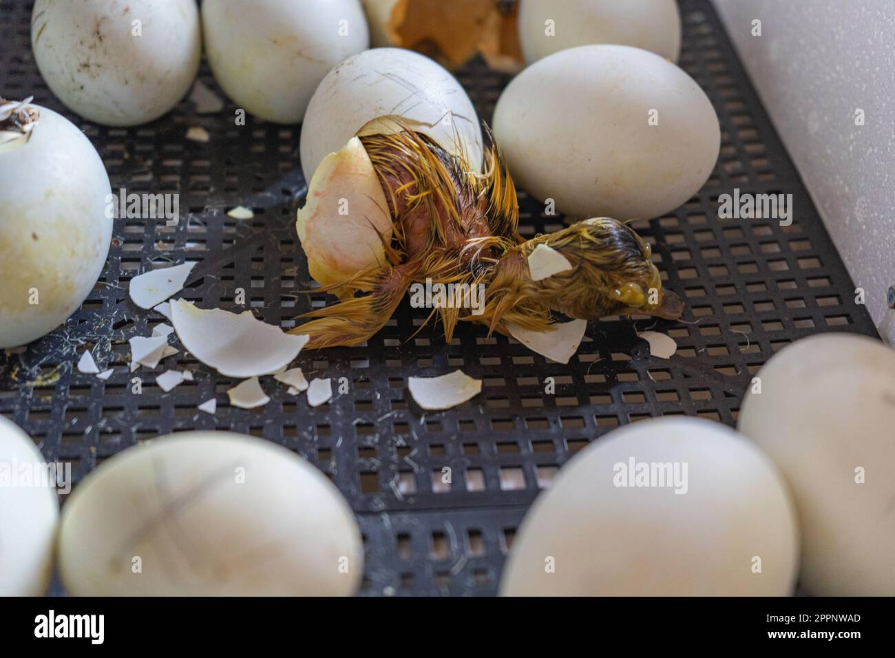 Close up of crack egg duck before birth. The process of hatching from ...